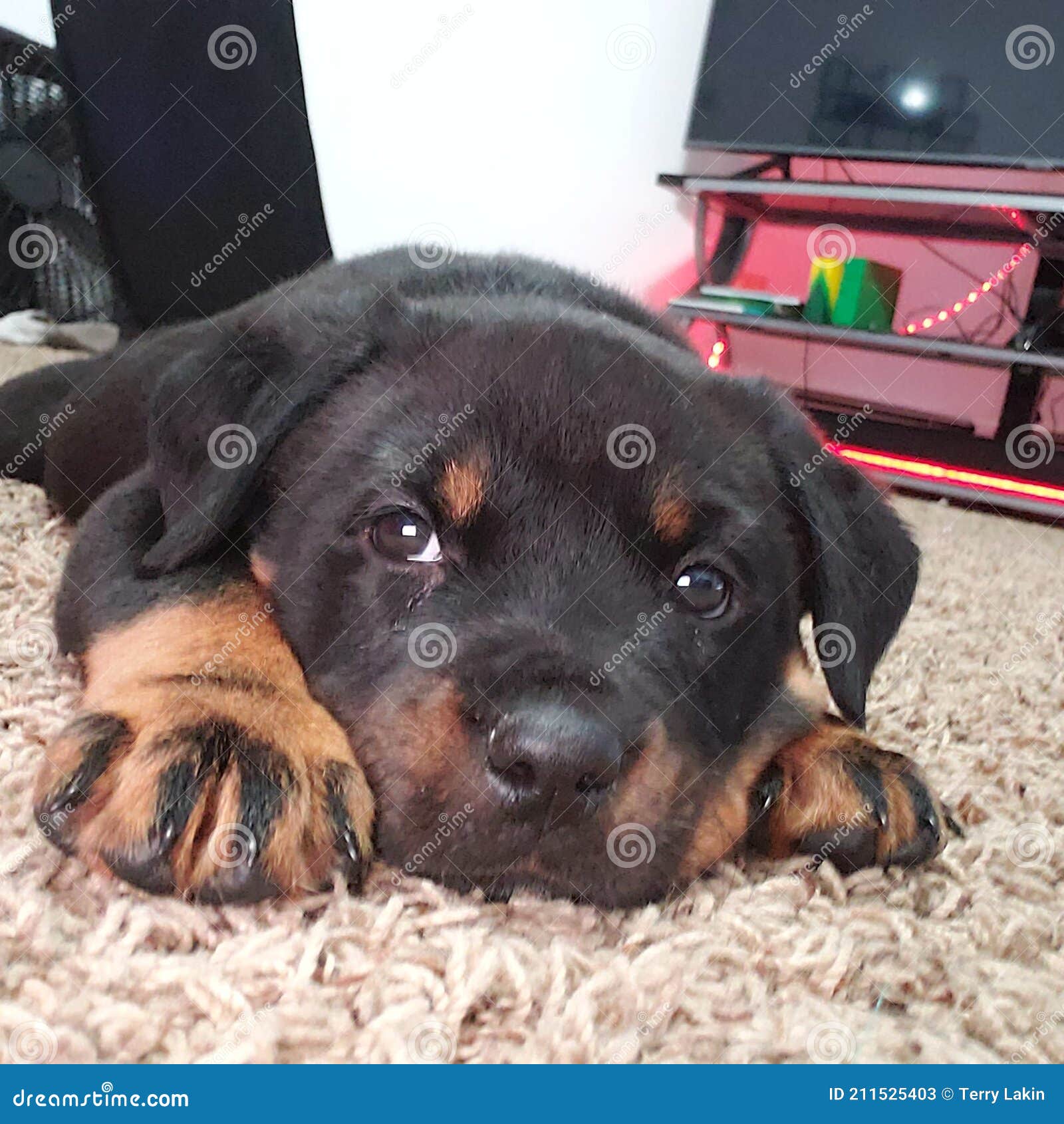 Coco baby rottweiler stock image. Image of babyrottweiler - 211525403
