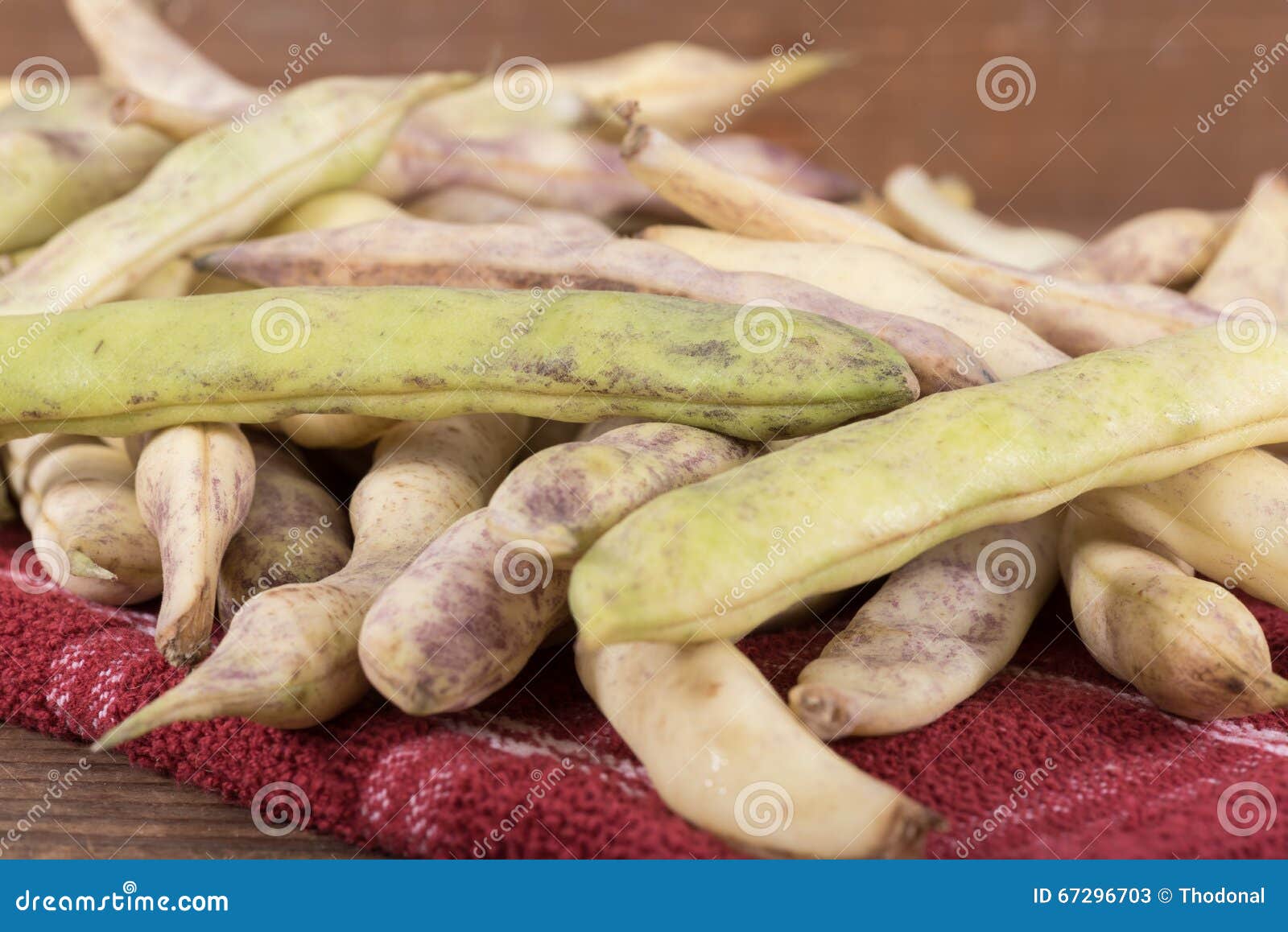 Coco beans stock image. Image of garden, organic, agriculture - 67296703