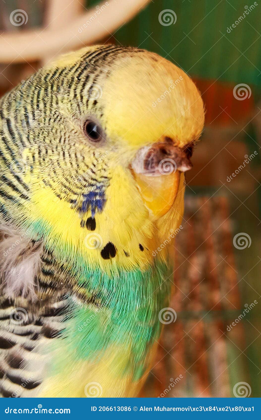 Coco the budgie bird stock photo. Image of animal, chicken - 206613086