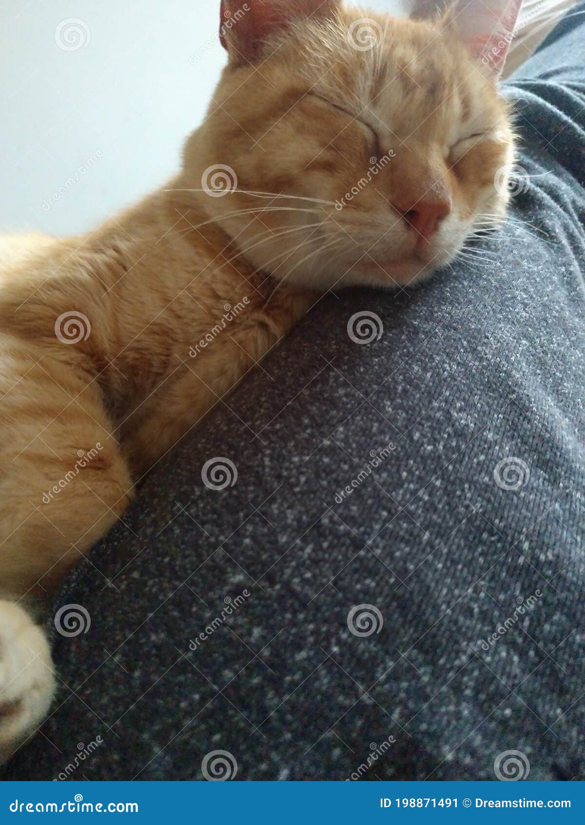 Coco Cat Beautiful Pretty Animal Stock Image - Image of beautiful ...