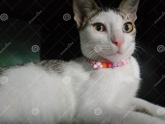 Coco the cat chilling stock photo. Image of love, black - 351708232