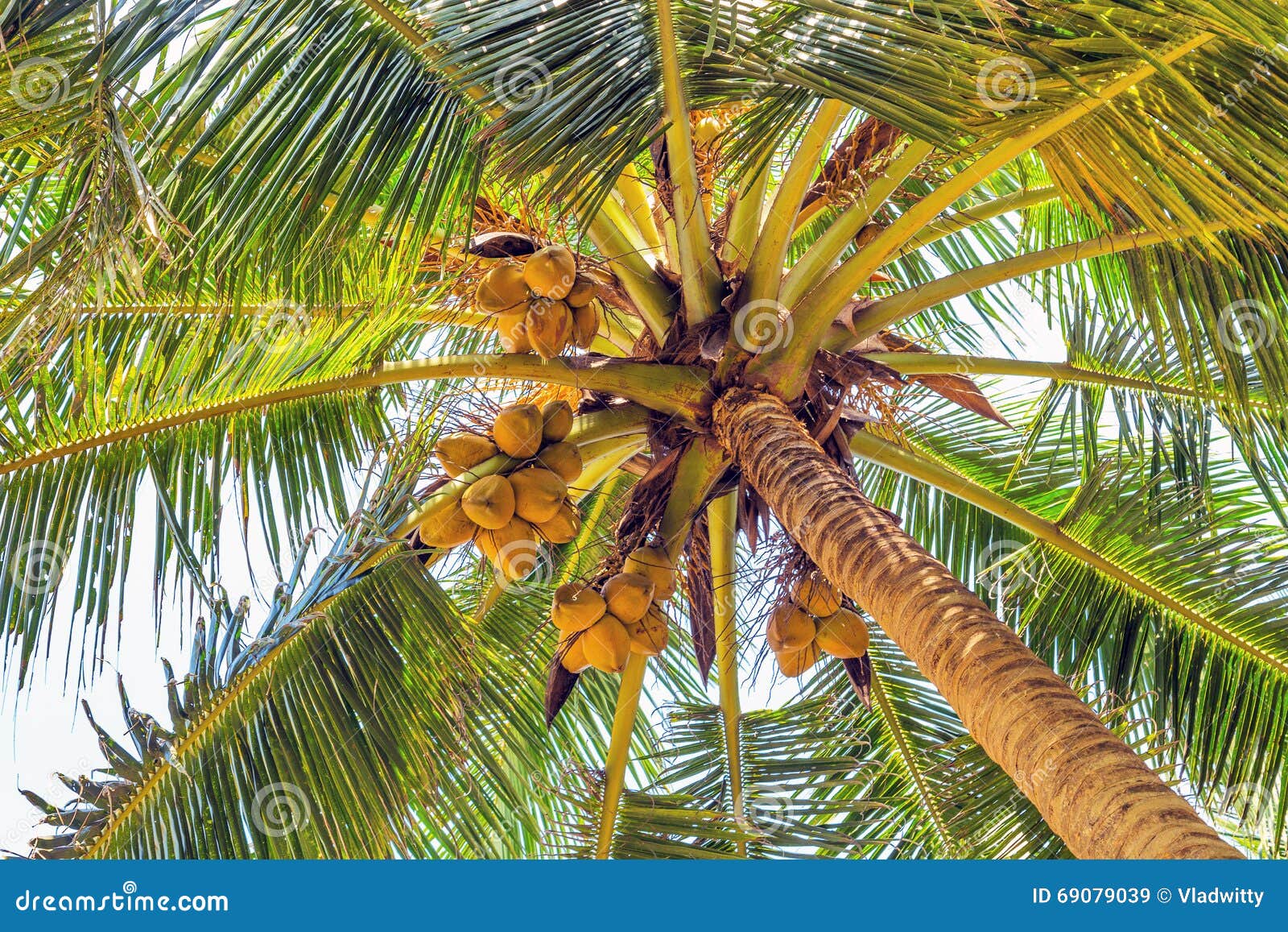 Coco on coconut tree stock image. Image of indonesia - 69079039