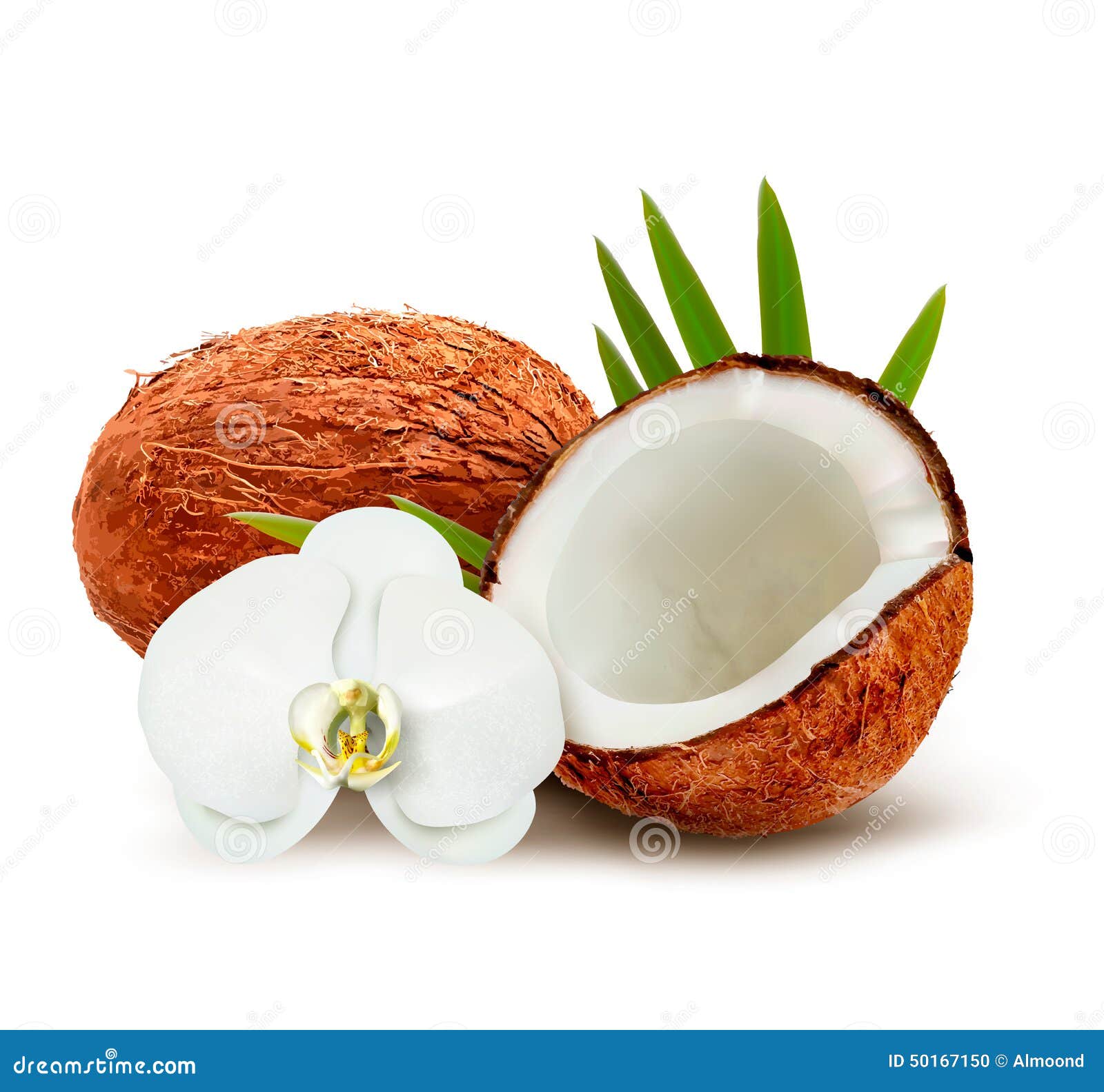 Coco Com Folhas E a Flor Branca Ilustração do Vetor - Ilustração de ...