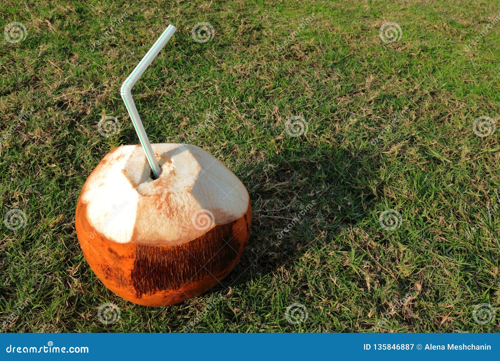 Coco com palha na grama imagem de stock. Imagem de porcas - 135846887