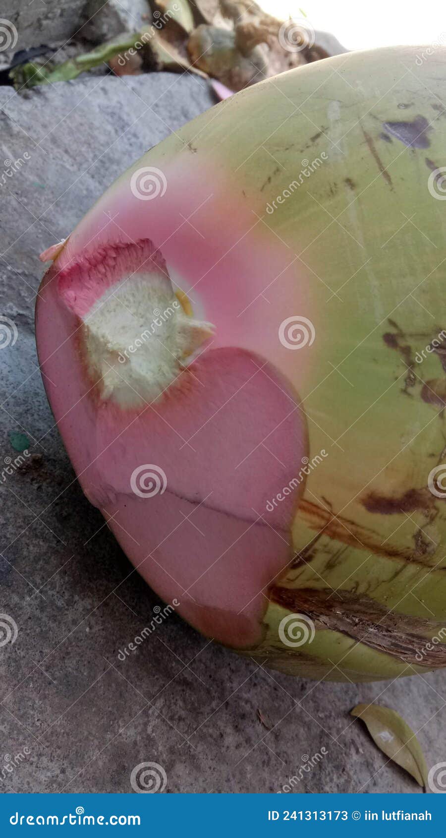 Coco Cor-de-rosa Bom Como a Indonésia Imagem de Stock - Imagem de ...