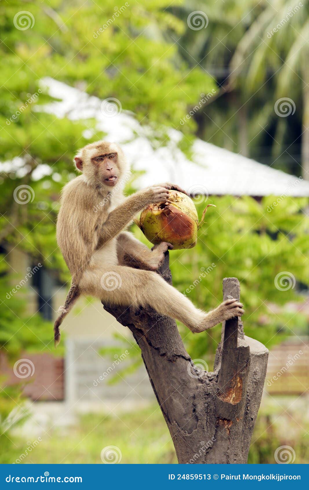 Coco da loja do macaco imagem de stock. Imagem de cômico - 24859513