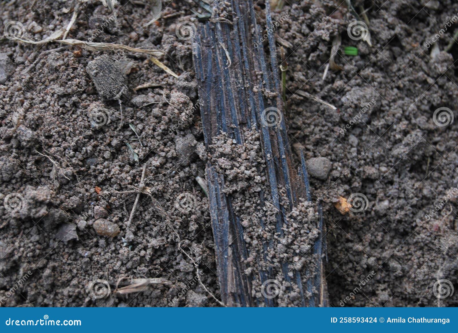 Coco De Arena De Barro De Tierra Foto de archivo - Imagen de roca, hoja ...