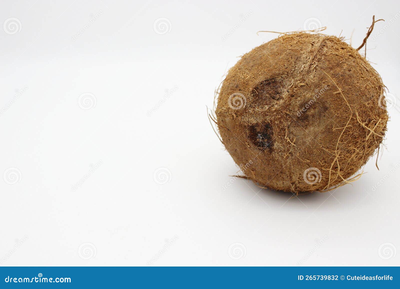 Coco de fondo blanco foto de archivo. Imagen de palma - 265739832