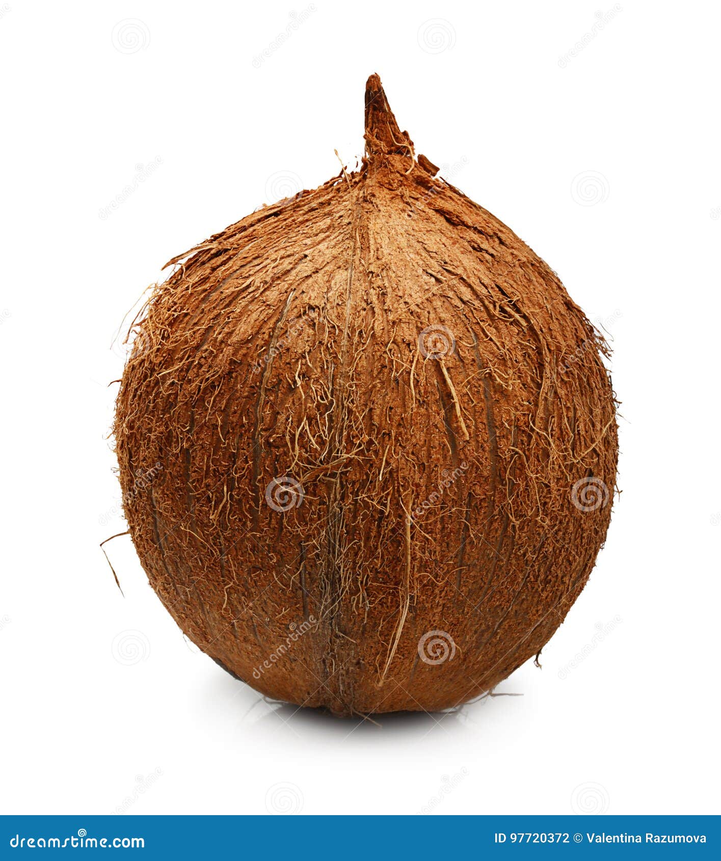 Coco De La Fruta Tropical Aislado Foto de archivo - Imagen de sano ...