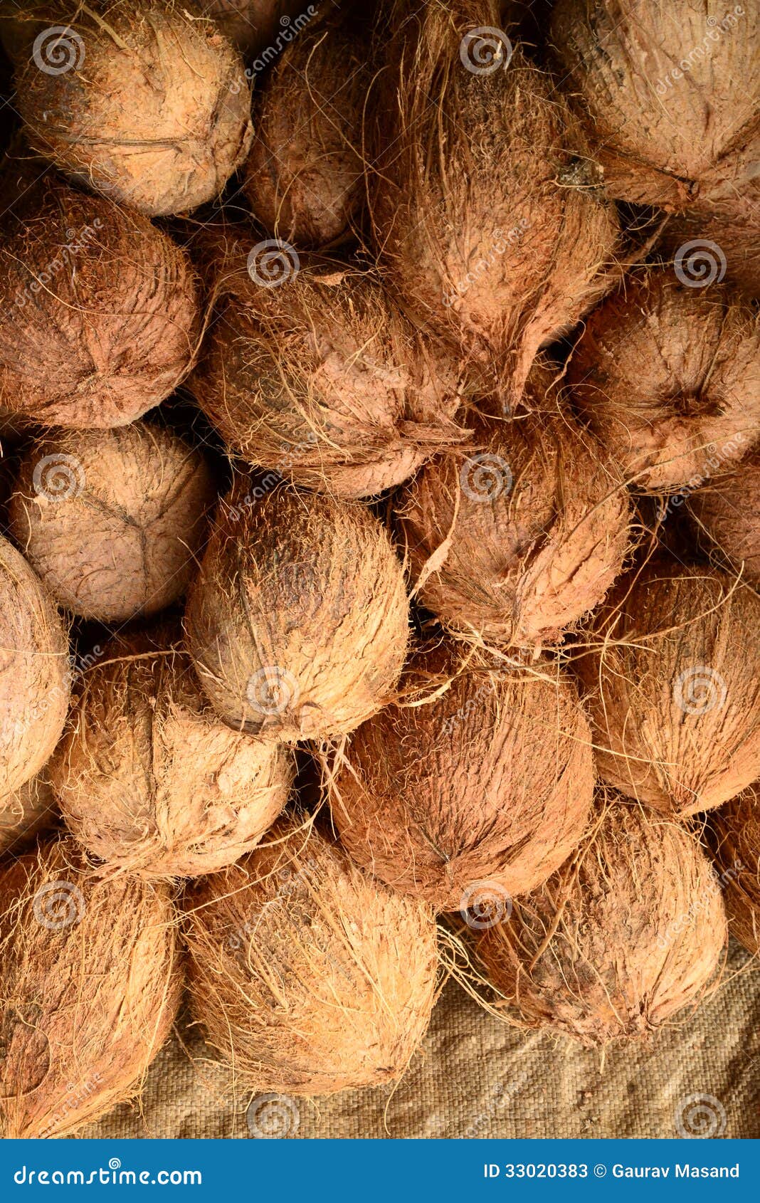 Coco de la India imagen de archivo. Imagen de objeto - 33020383