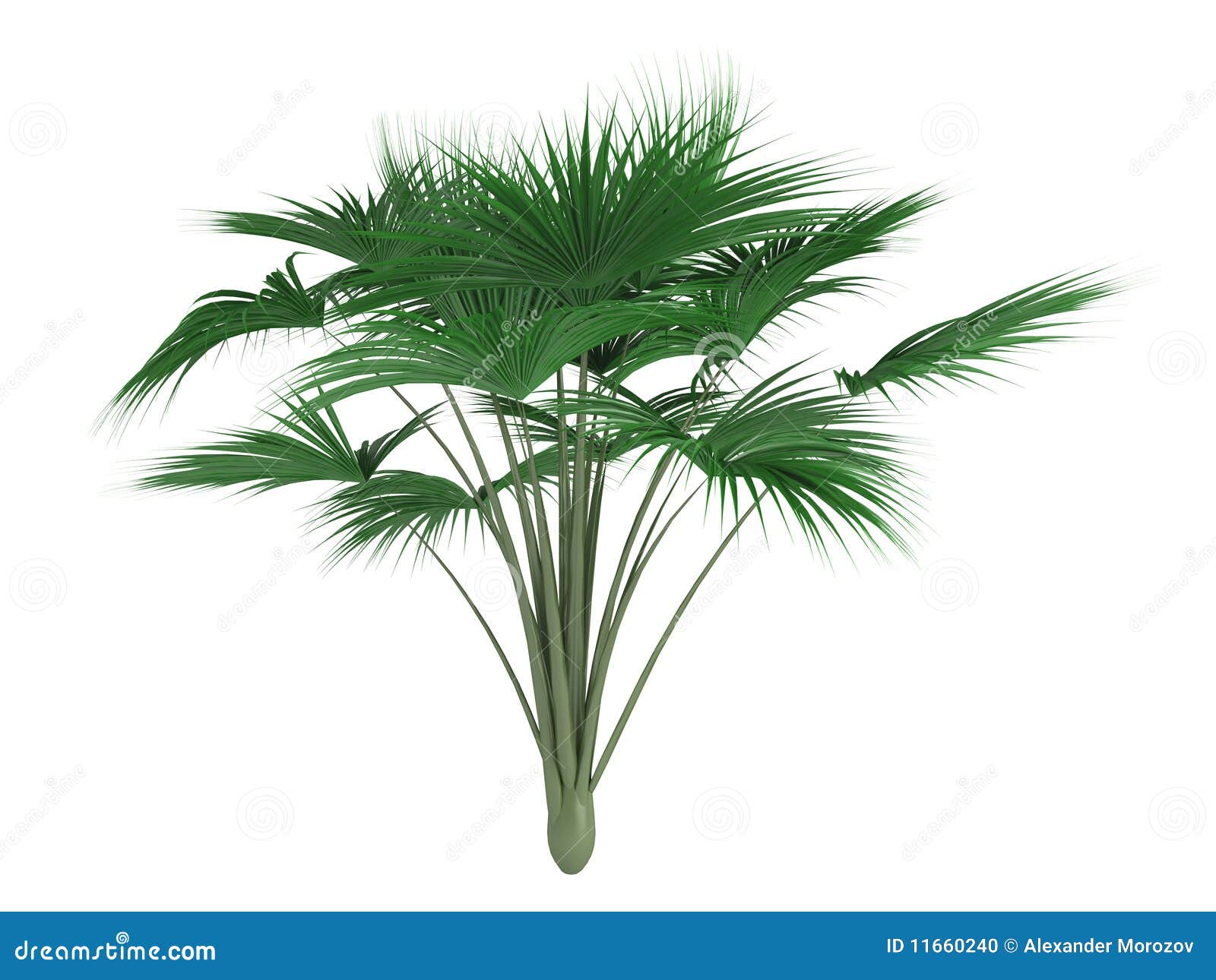 Coco-de-mer_palm_(Lodoicea_maldivica) Stock Photography | CartoonDealer ...