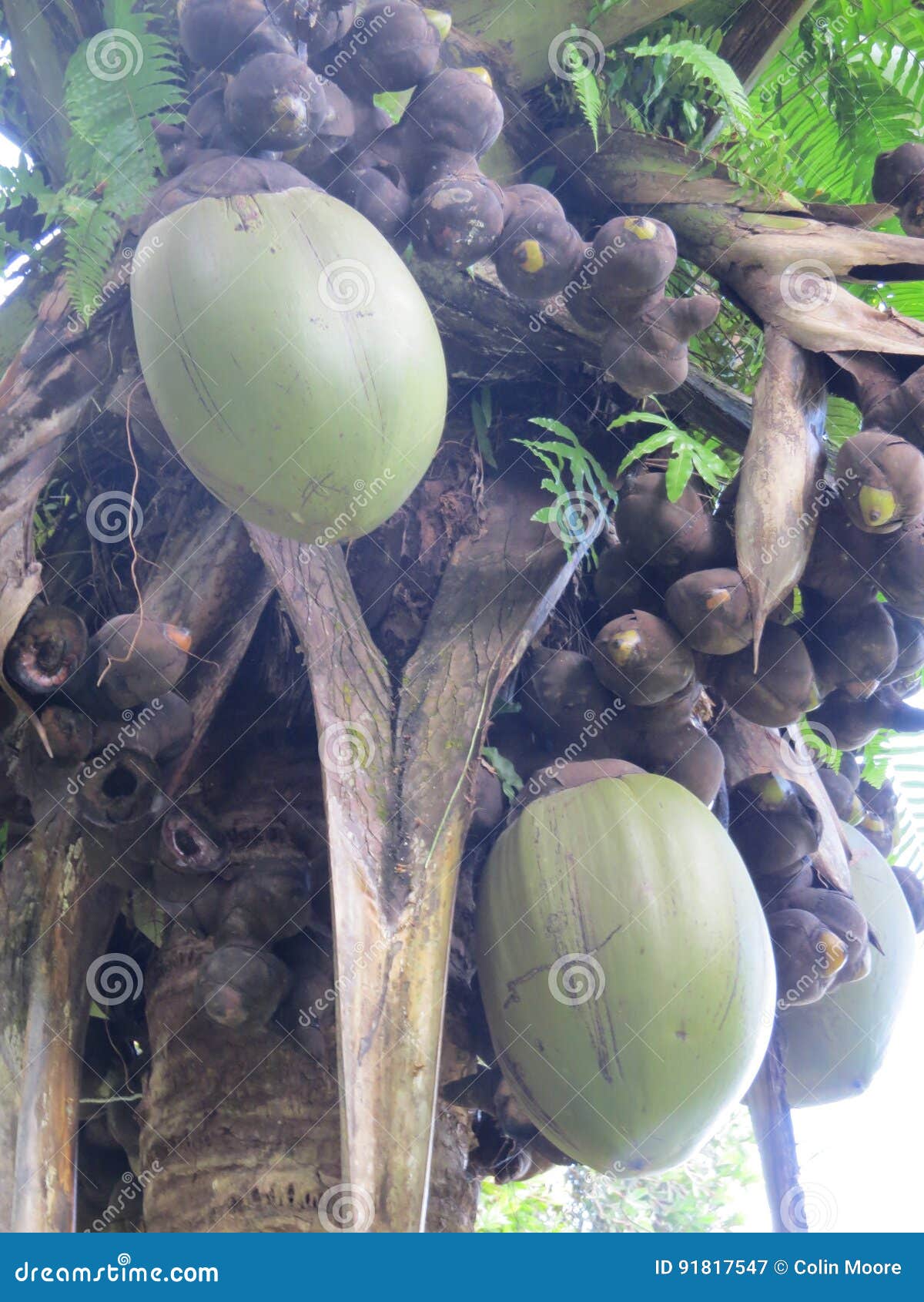 Coco De Mer Tree immagine stock. Immagine di seicelle - 91817547
