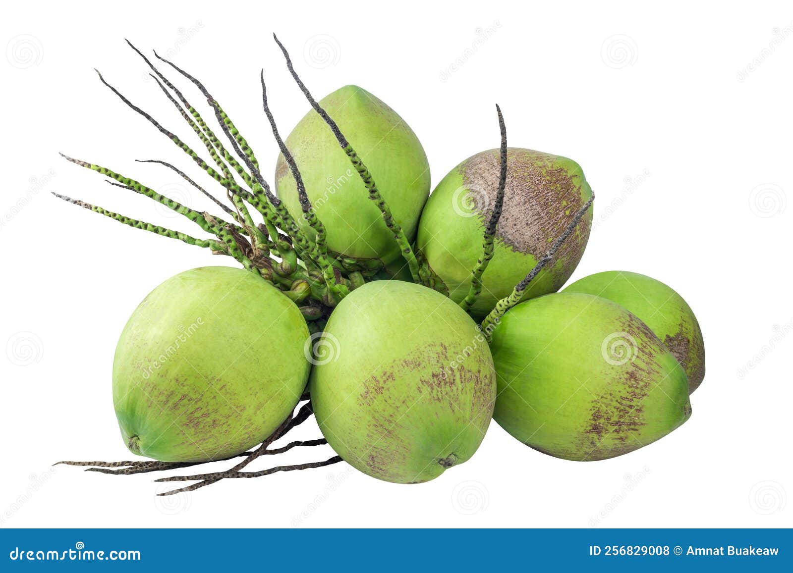 Coco De Coco Coco Verde Joven Coco De Verano Foto de archivo - Imagen ...