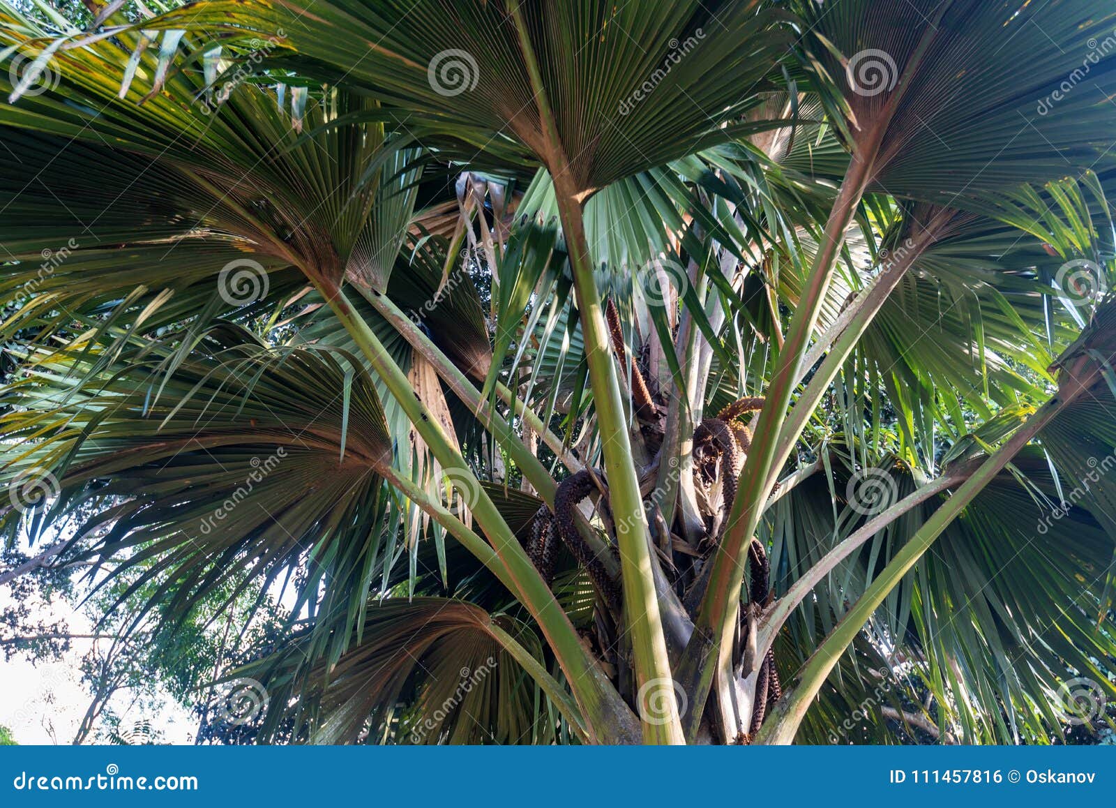 Coco Do Mar Ou Lodoicea Maldivica Foto de Stock - Imagem de doce ...