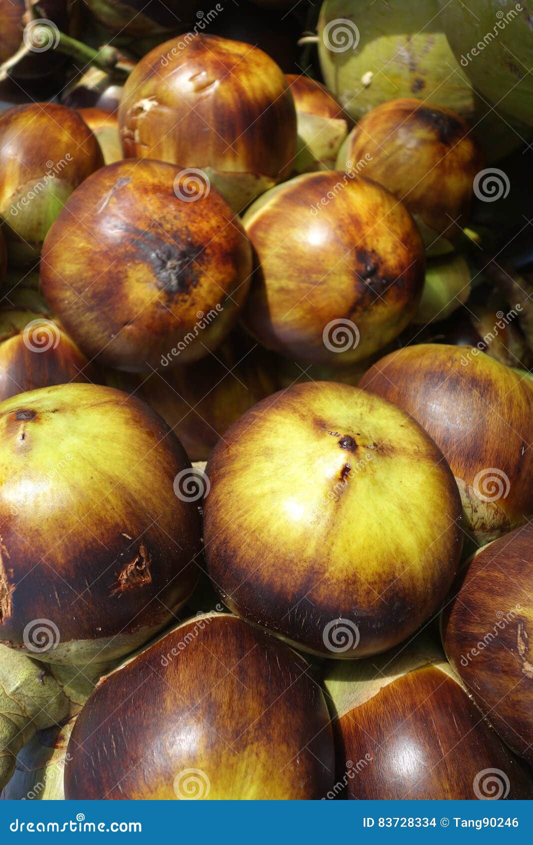 Coco Do Mar Ou Lodoicea Maldivica Foto de Stock - Imagem de doce ...