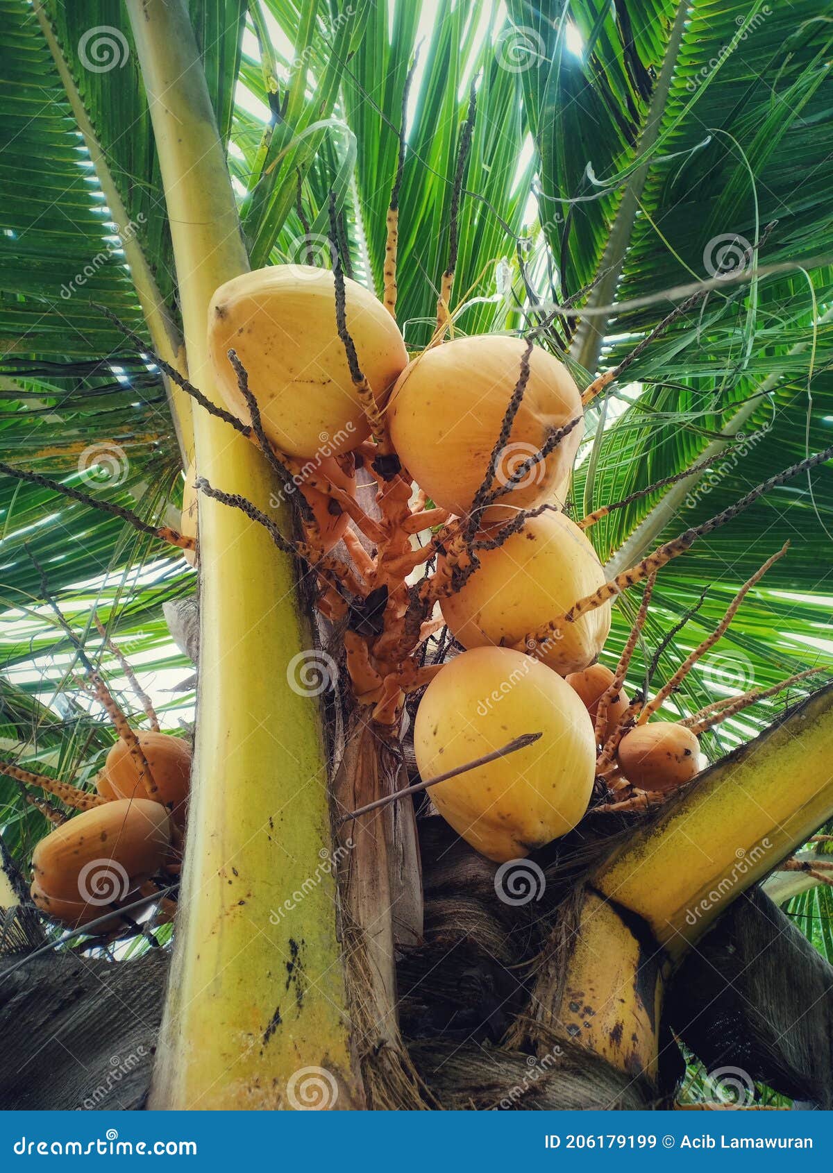 Coco Dorado En La Isla De Flores Imagen de archivo - Imagen de dorado ...