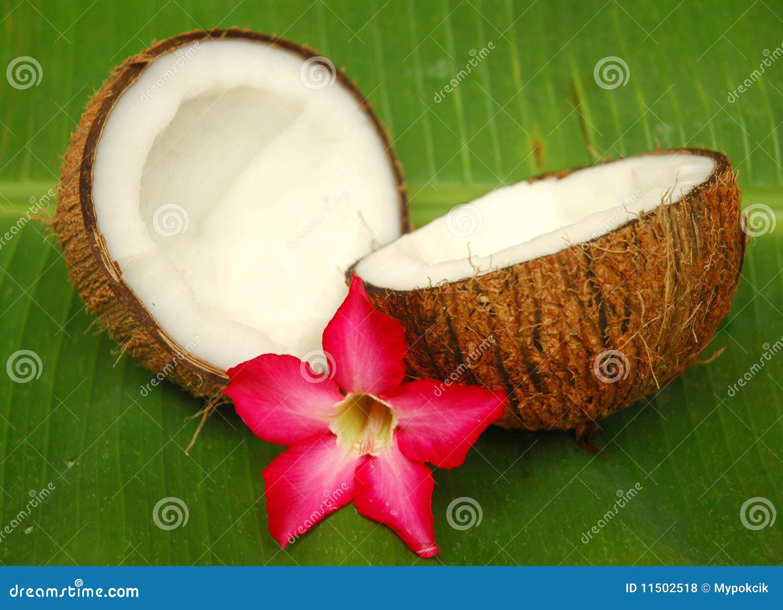 Coco e flor do plumeria foto de stock. Imagem de alternativa - 11502518