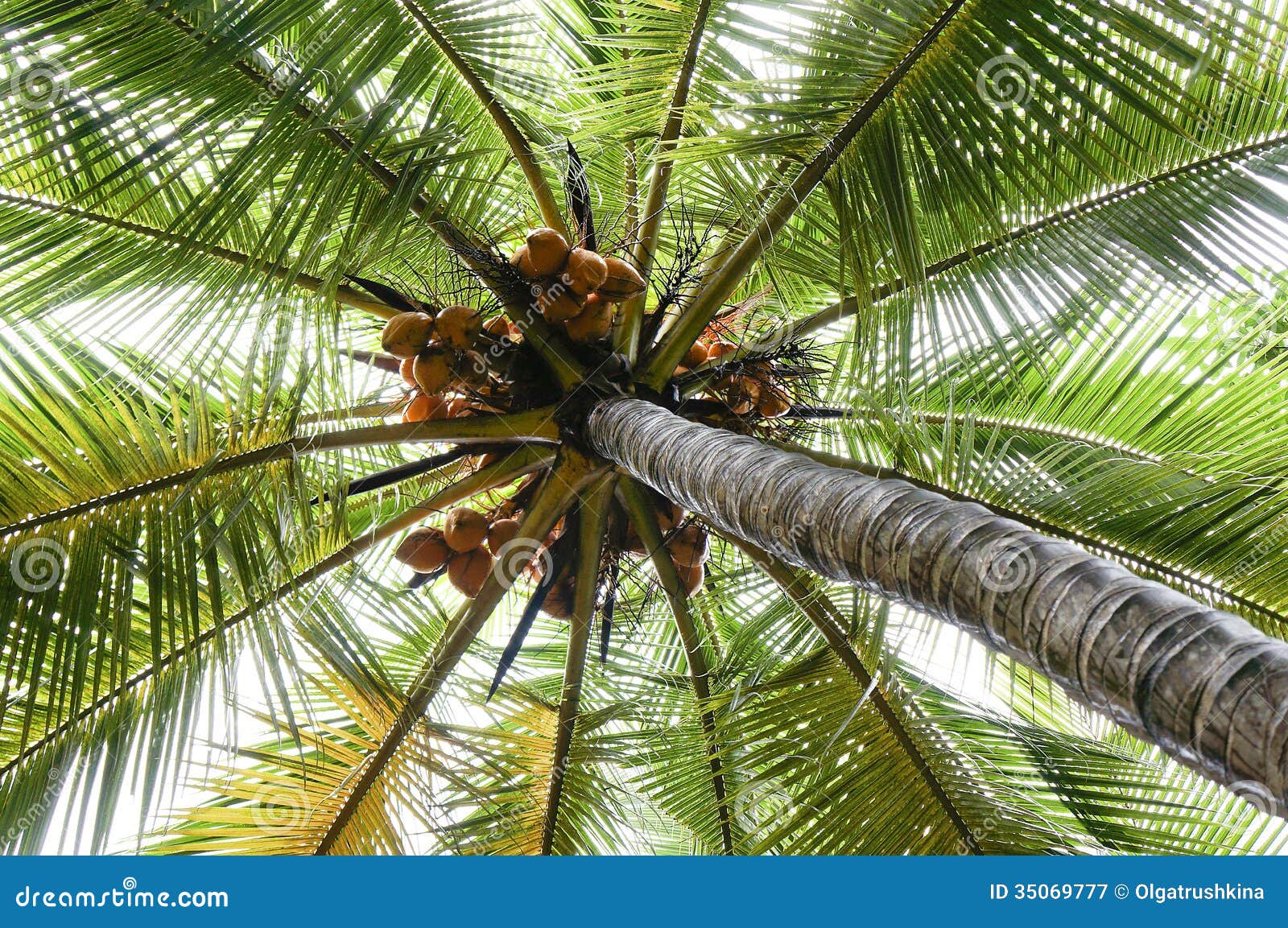 Coco en la palma imagen de archivo. Imagen de hierbas - 35069777