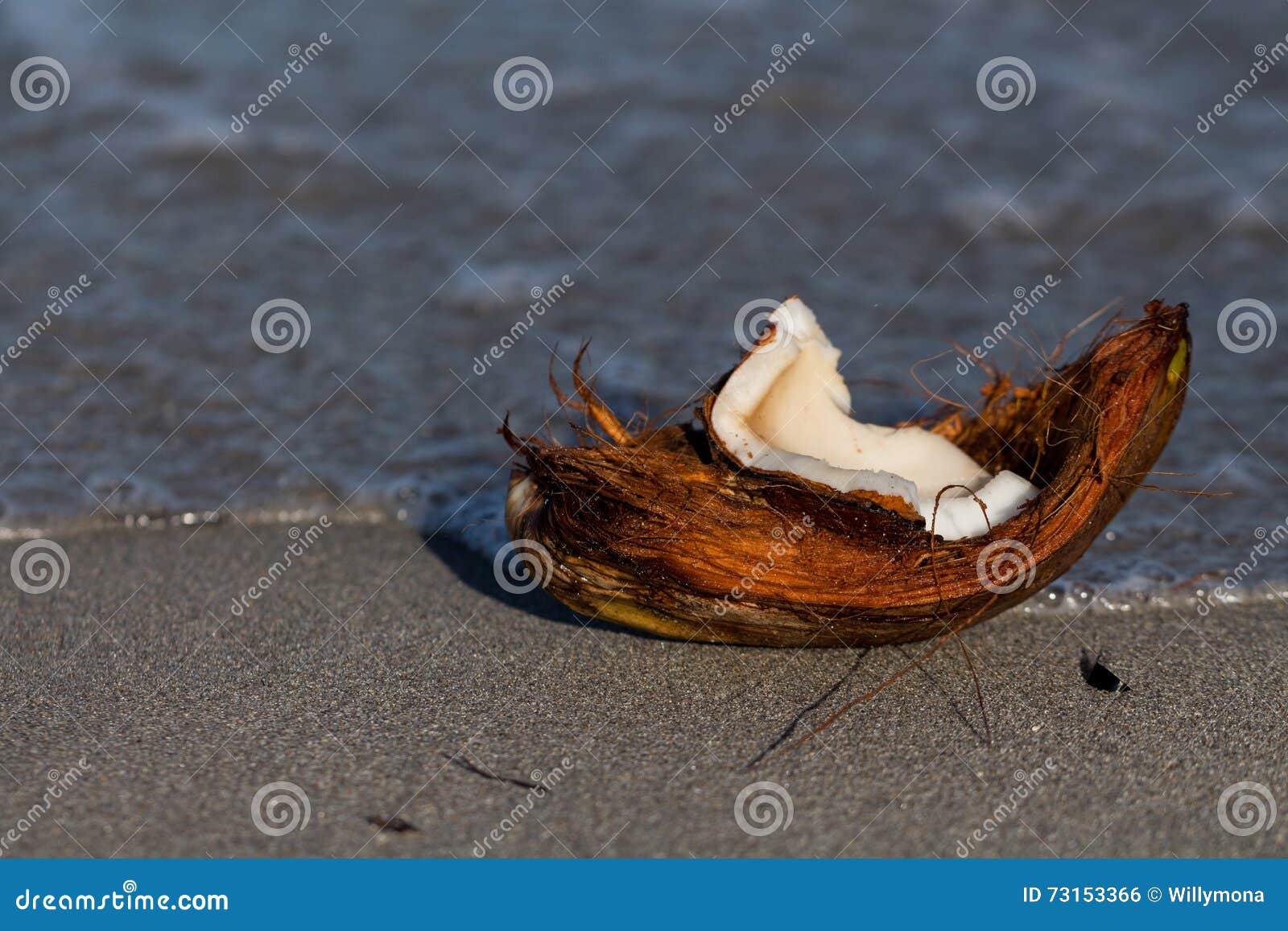 Coco en la playa foto de archivo. Imagen de mojado, arena - 73153366