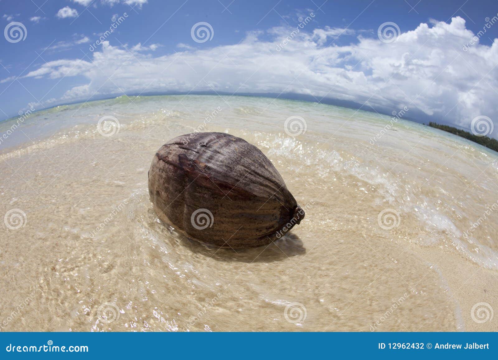 Coco En La Playa Tropical, Fiji Foto de archivo - Imagen de arena, agua ...