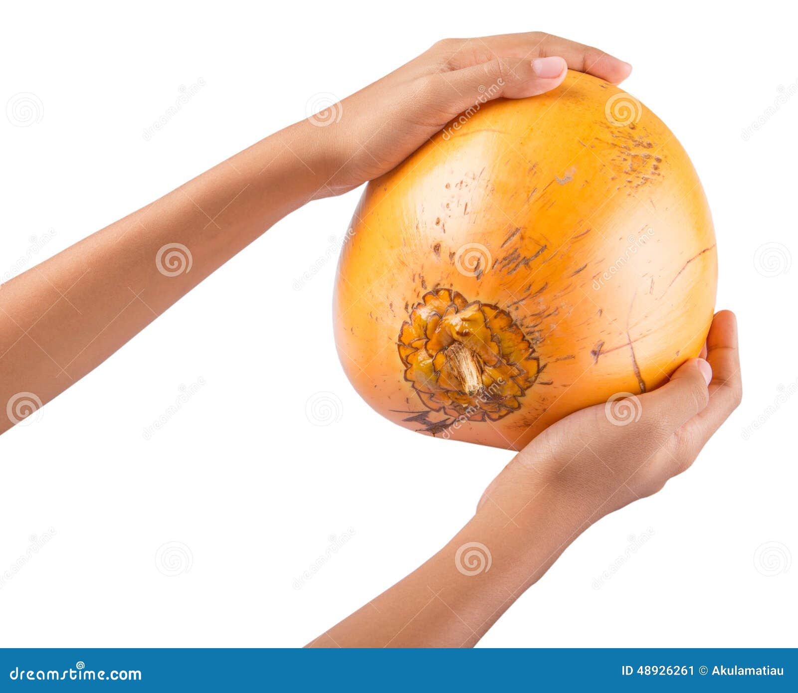 Coco Enano Malayo Conmovedor IV Imagen de archivo - Imagen de malayo ...