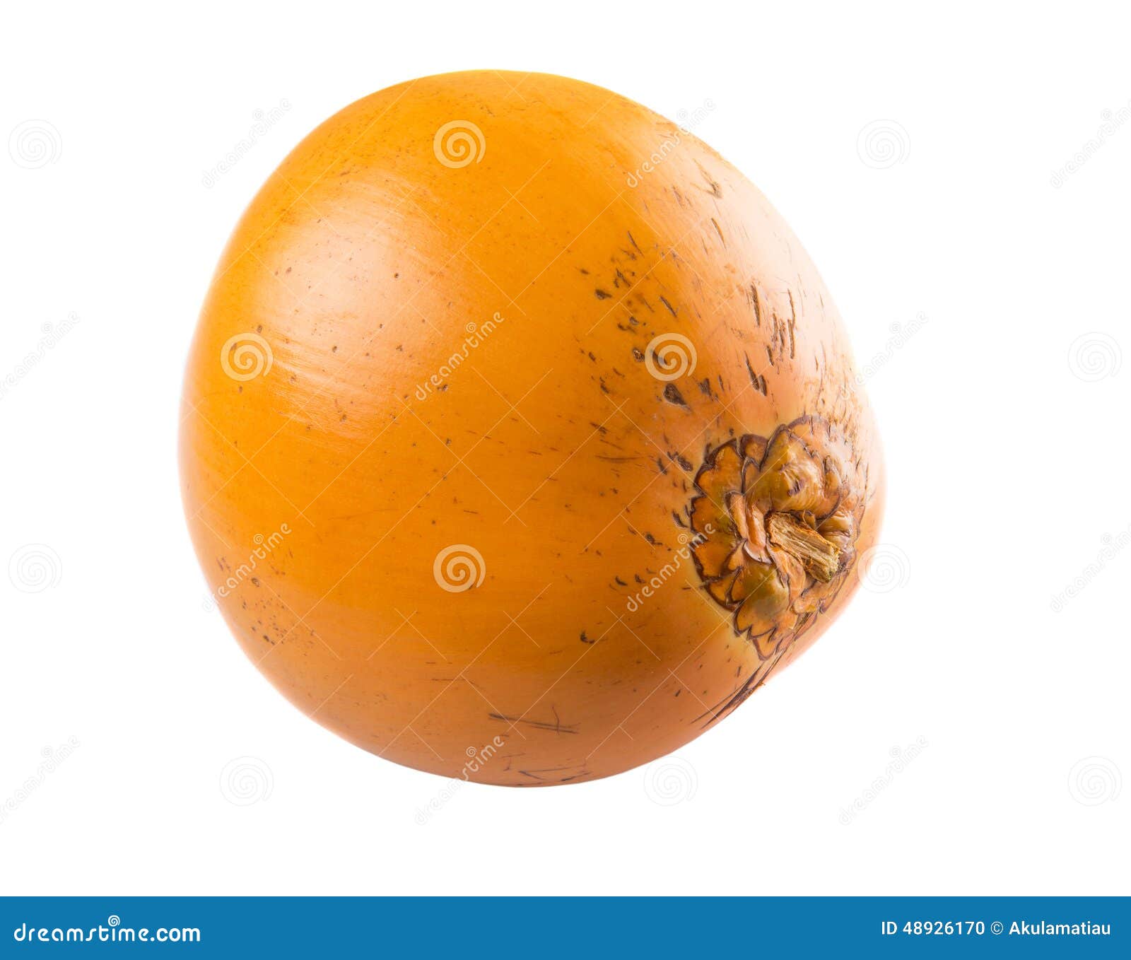 Coco enano malayo II foto de archivo. Imagen de maduro - 48926170