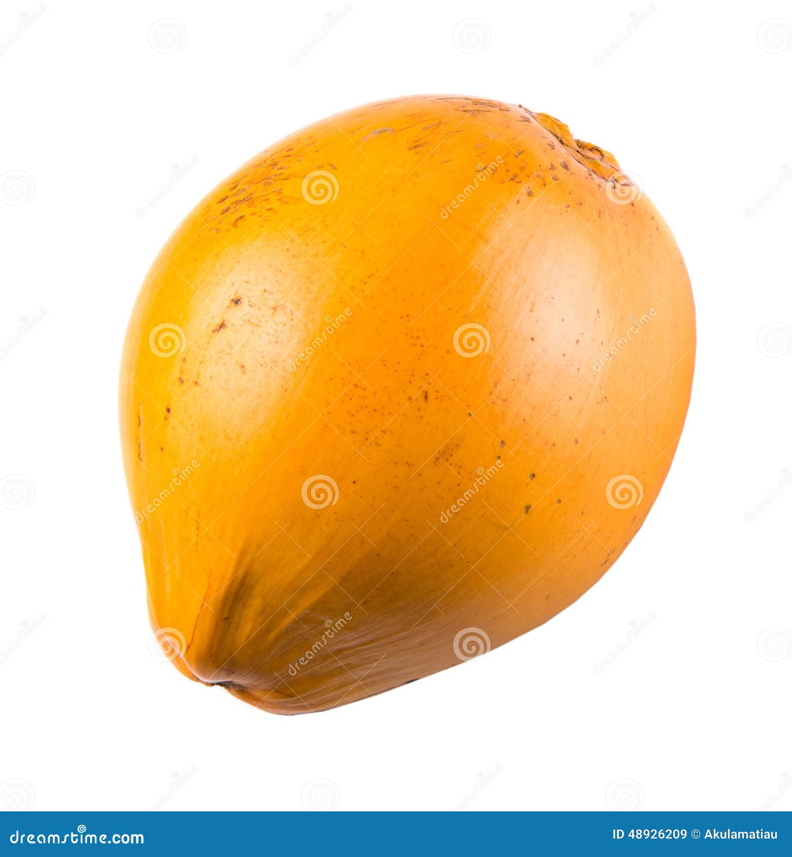 Coco enano malayo III imagen de archivo. Imagen de coco - 48926209