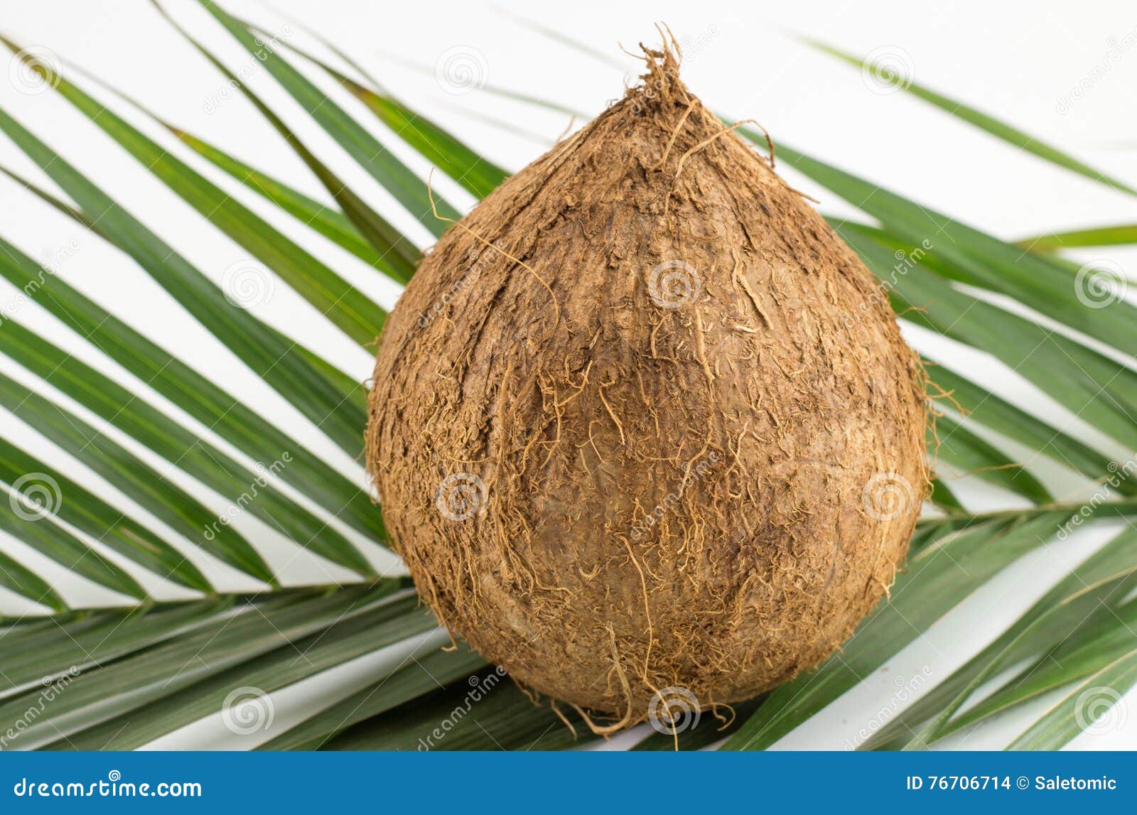 Coco Entero En Las Hojas Del Coco En Blanco Foto de archivo - Imagen de ...