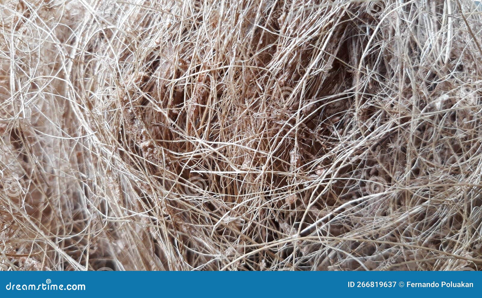 Coco Fiber Made from Coconut Skin Stock Image - Image of cocofarm ...