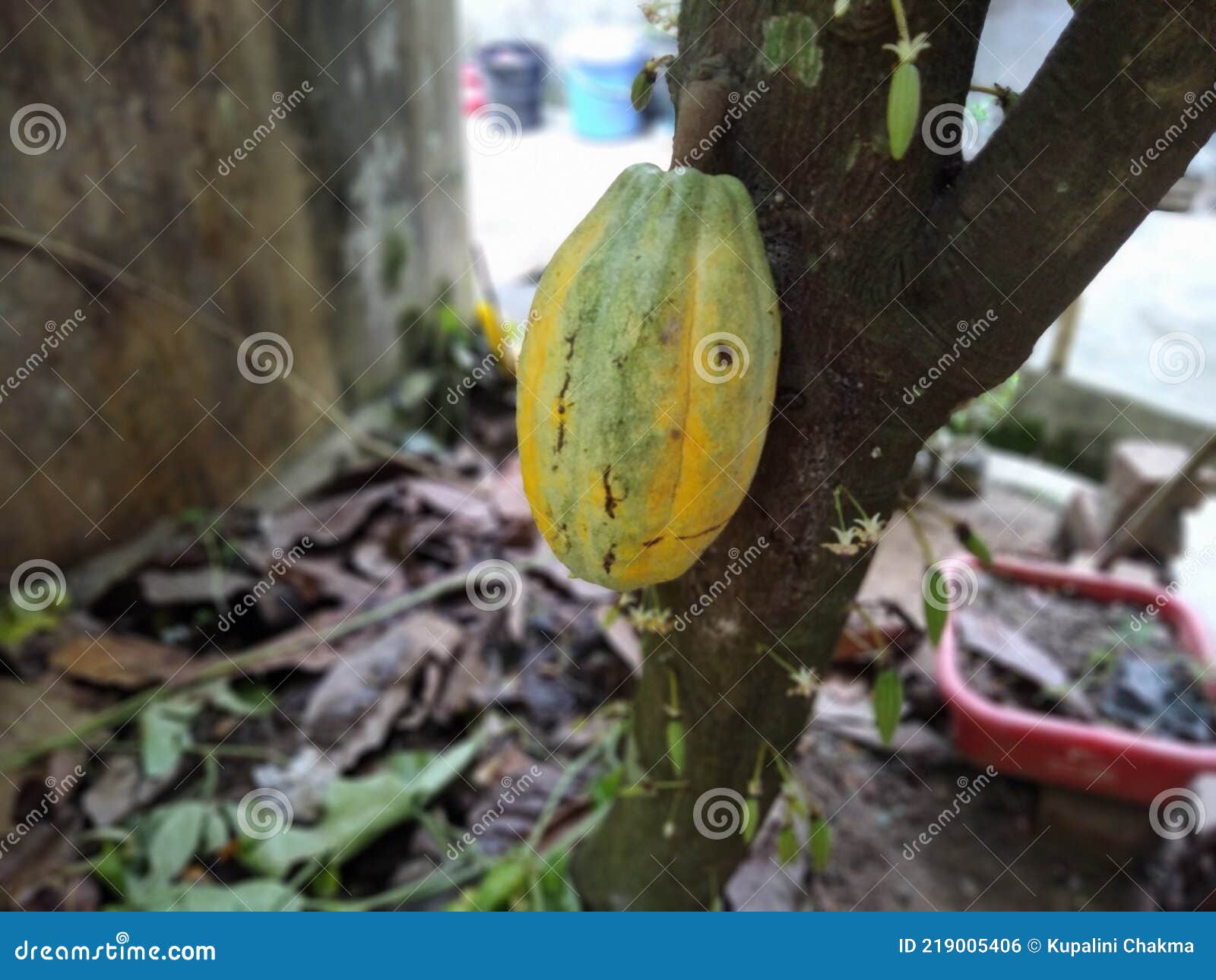 Coco fruit kitchendide stock photo. Image of vegetable - 219005406