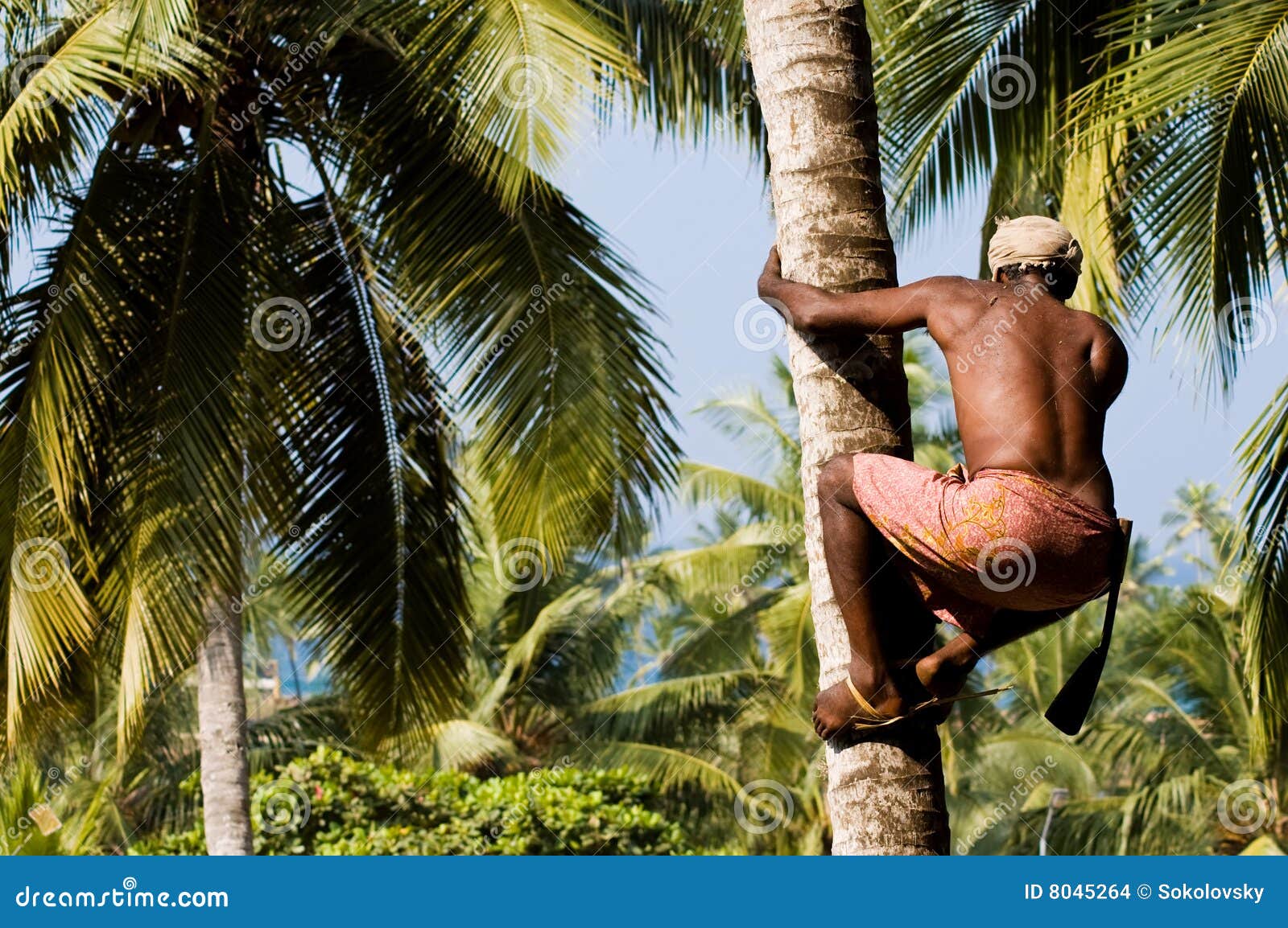 Coco Indio Hábil De La Cosecha Del Hombre Foto de archivo - Imagen de ...