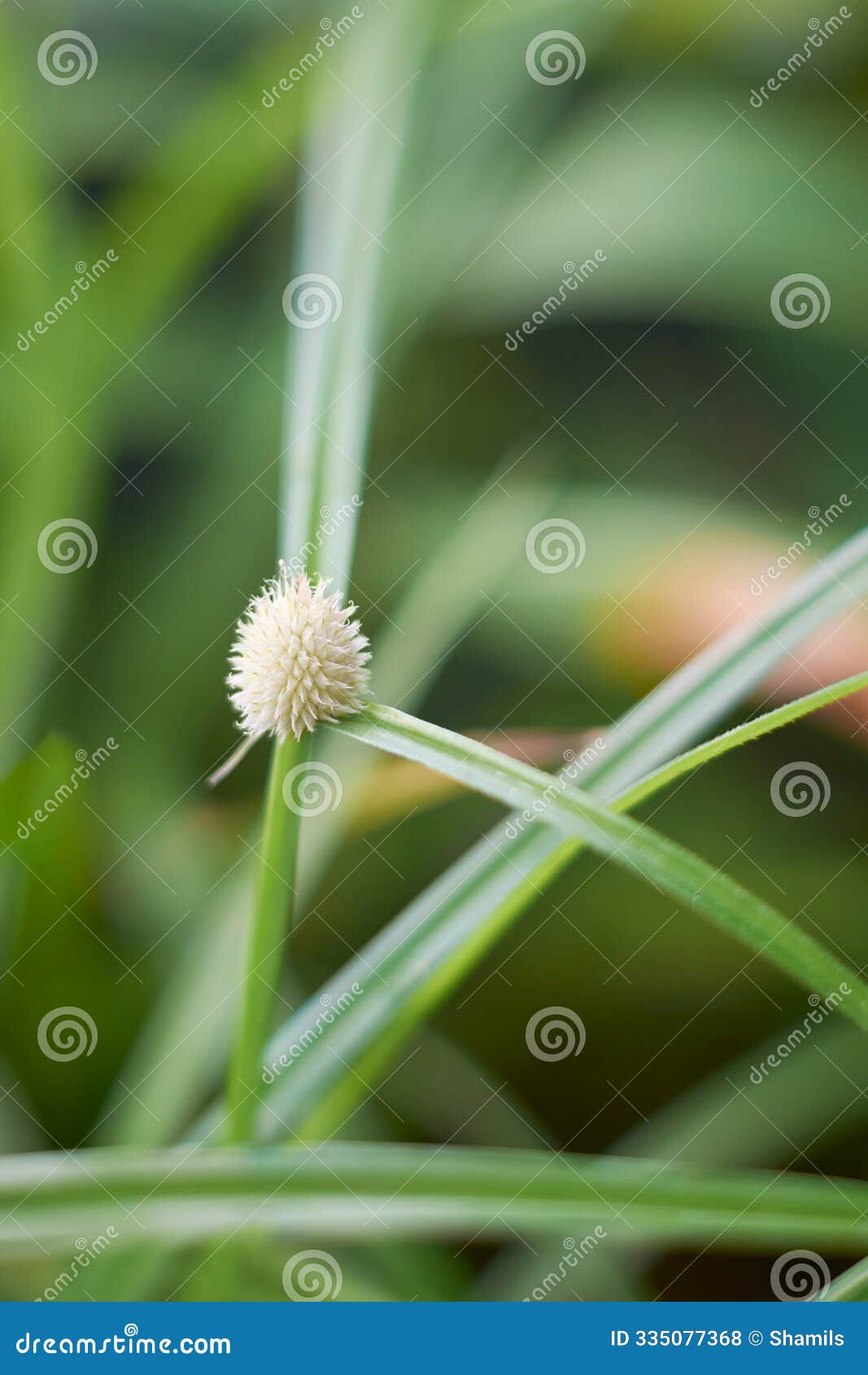 Coco or Java Grass or Nutgrass Plant with Flower Stock Photo - Image of ...