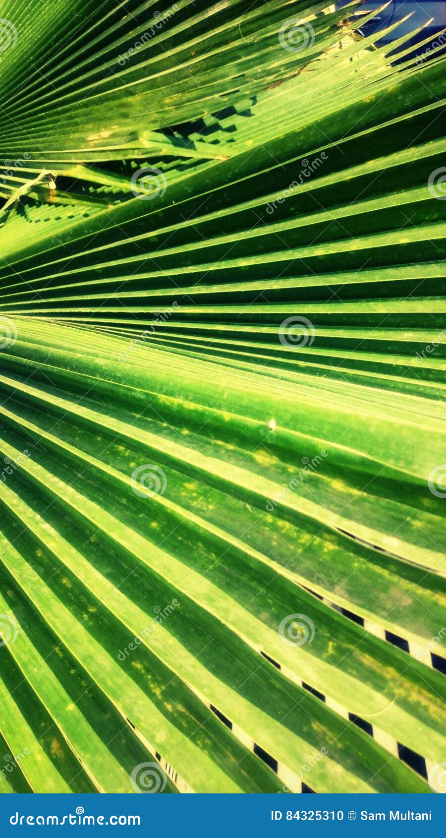 Coco leaf stock photo. Image of coconut, leaf, coco, tree - 84325310