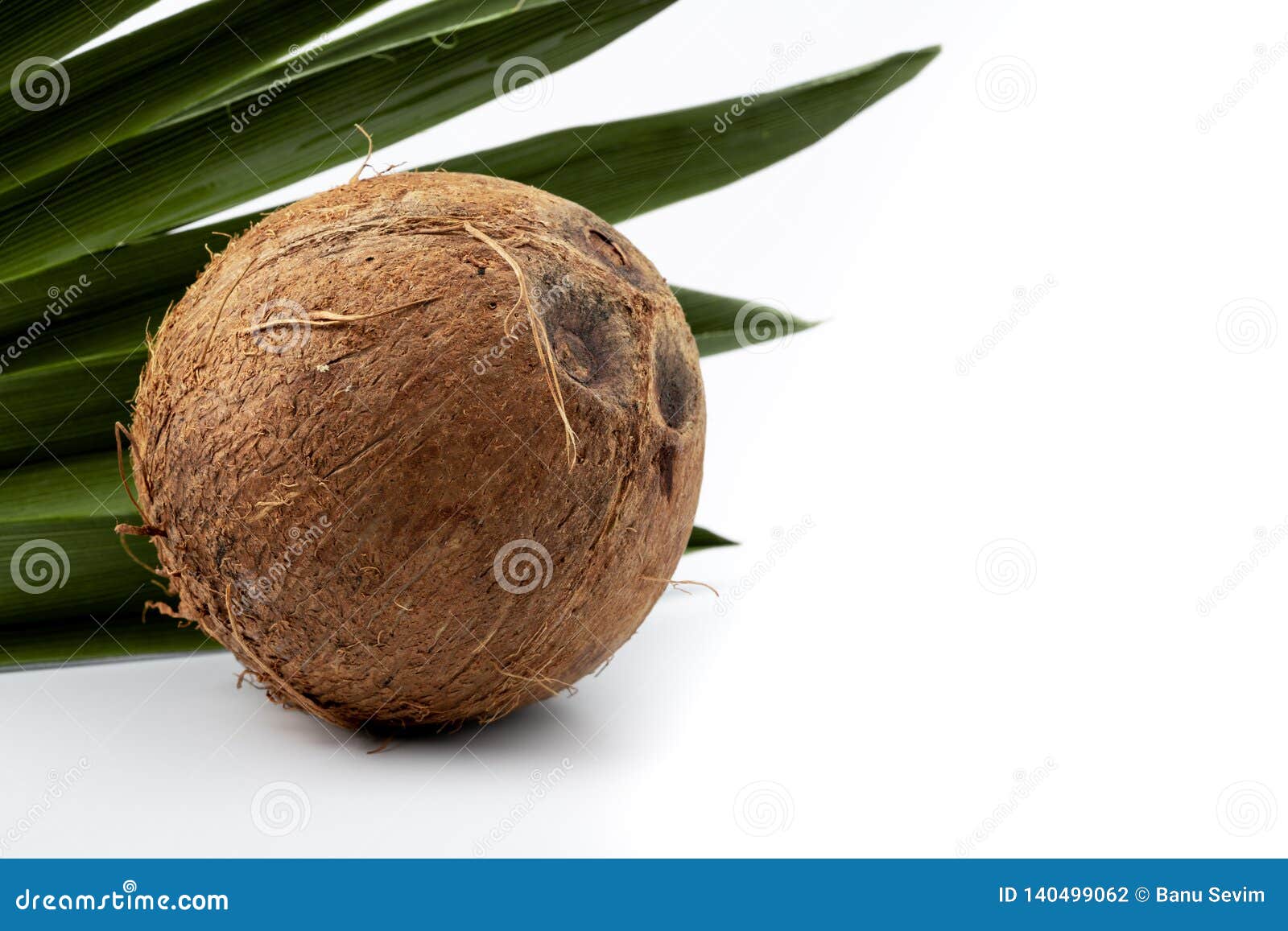Coco maduro delicioso foto de archivo. Imagen de delicioso - 140499062