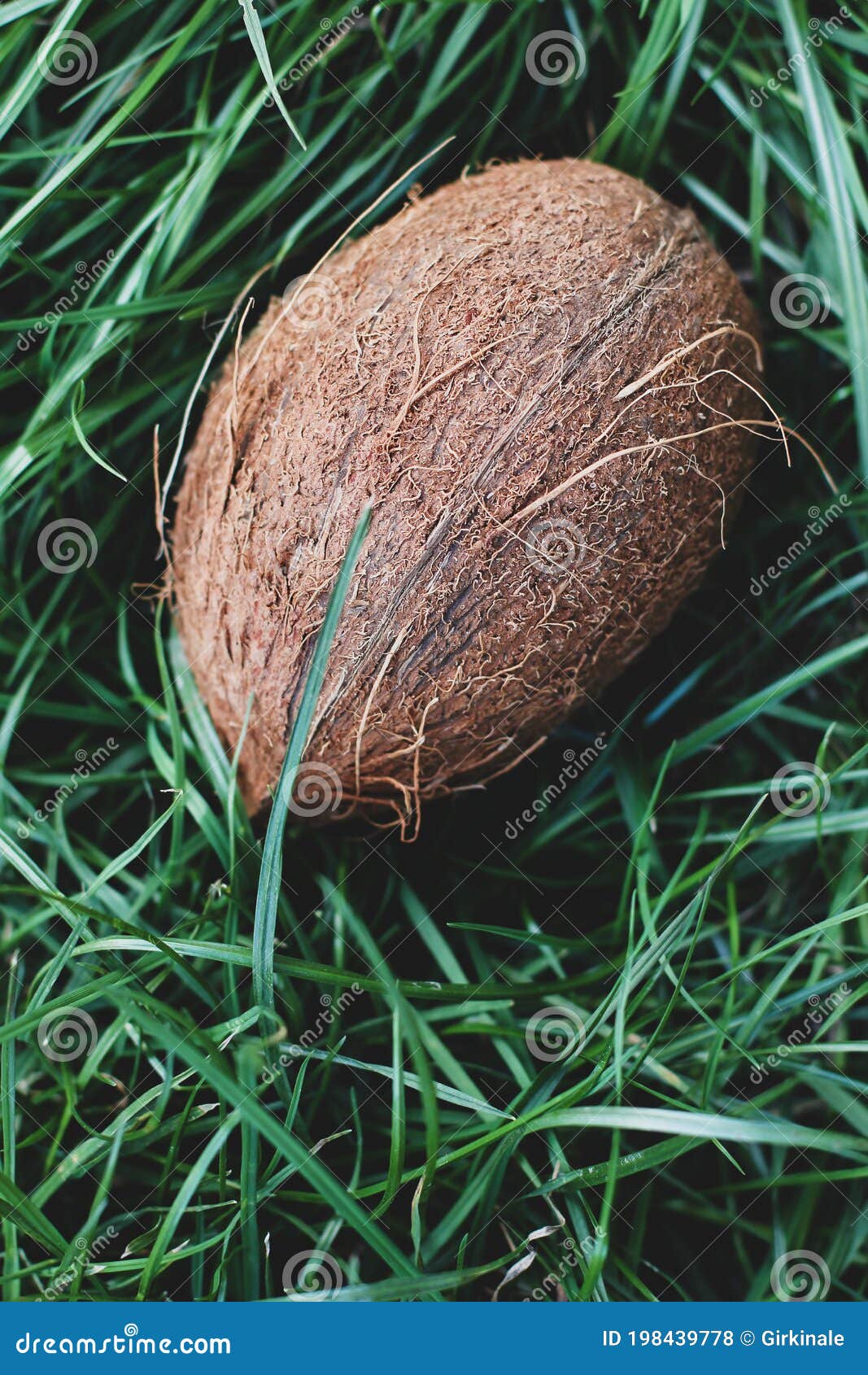 Coco Na Grama. Coco Fechado Foto de Stock - Imagem de fundo, tropical ...