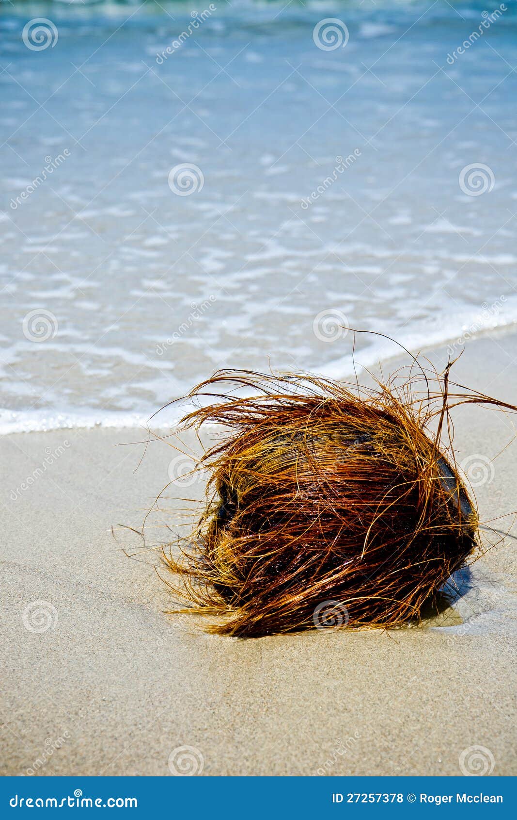 Coco na praia foto de stock. Imagem de fruta, lazer, praia - 27257378