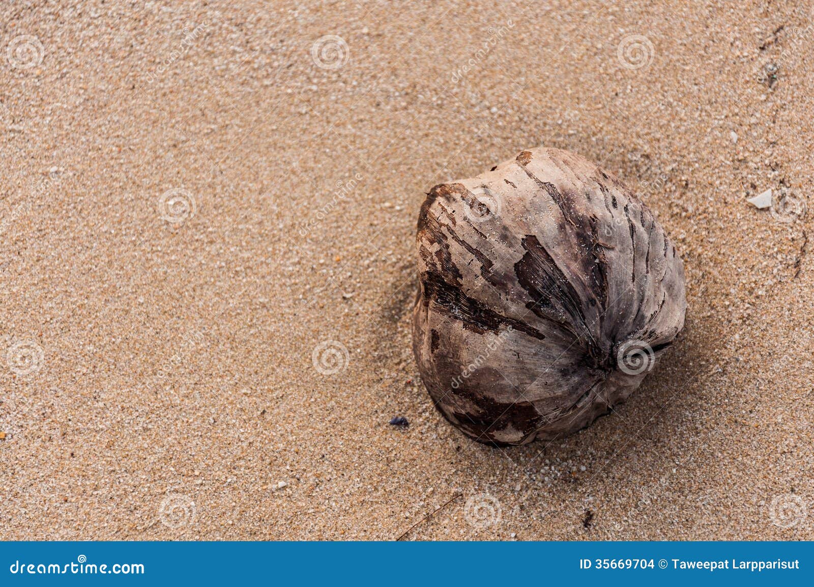Coco na praia foto de stock. Imagem de nave, comer, duro - 35669704