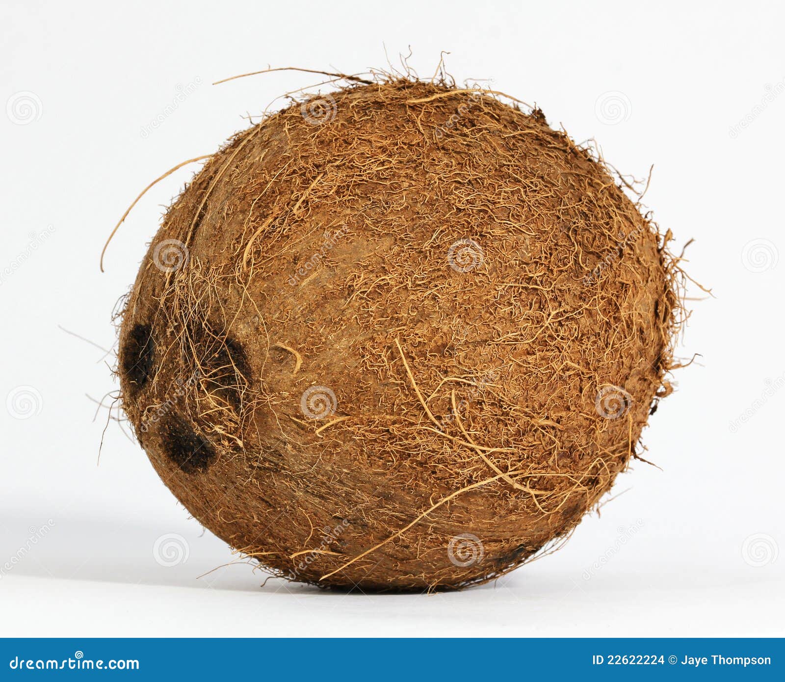 Coco (nucifera de Cocus) foto de archivo. Imagen de travieso - 22622224