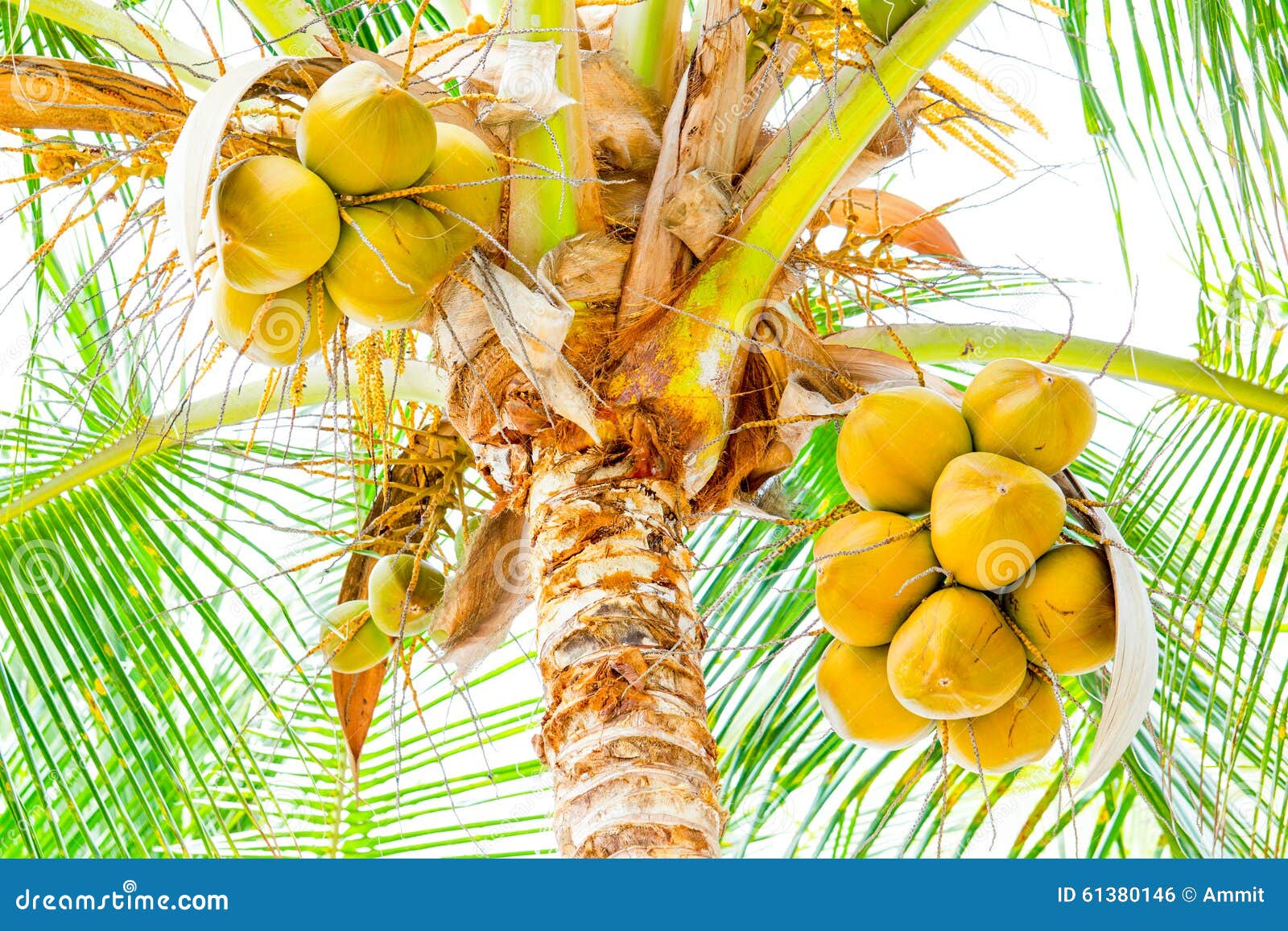 Coco Nut Tree with Ripped Fruits Stock Photo - Image of nutrition ...