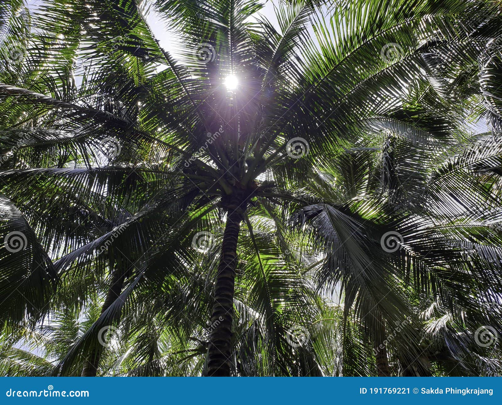 Coco imagem de stock. Imagem de coco, folha, relaxamento - 191769221