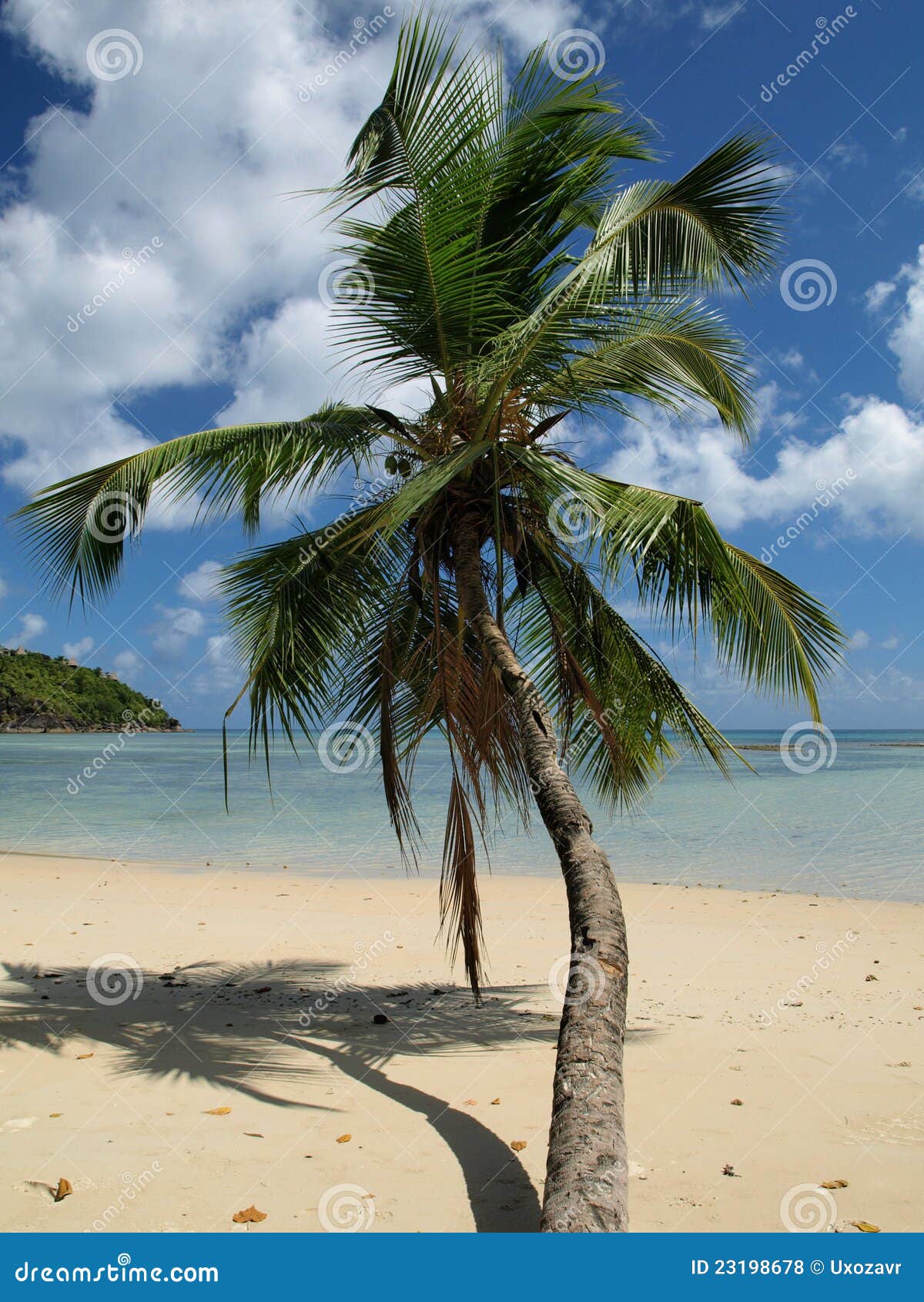 Coco Palm stock photo. Image of coast, islands, shadow - 23198678