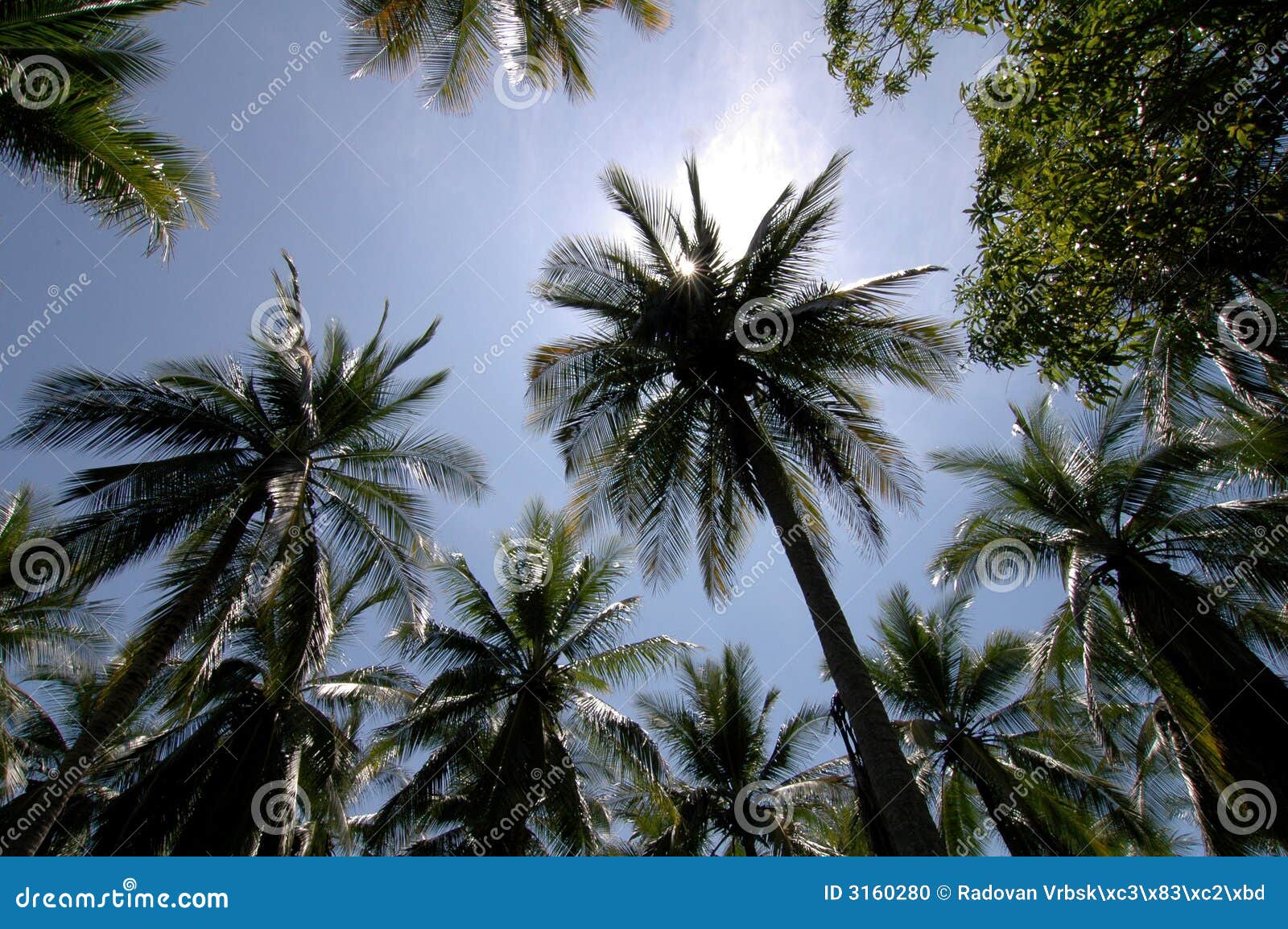 Coco palm stock photo. Image of tropical, outline, palm - 3160280