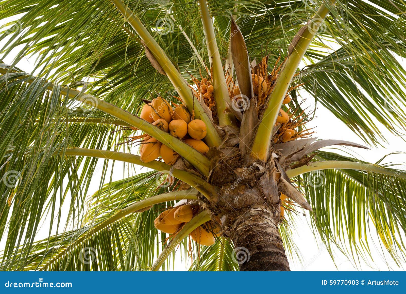 Coco-palm Boom Met Gele Noot Stock Afbeelding - Image of kleur ...