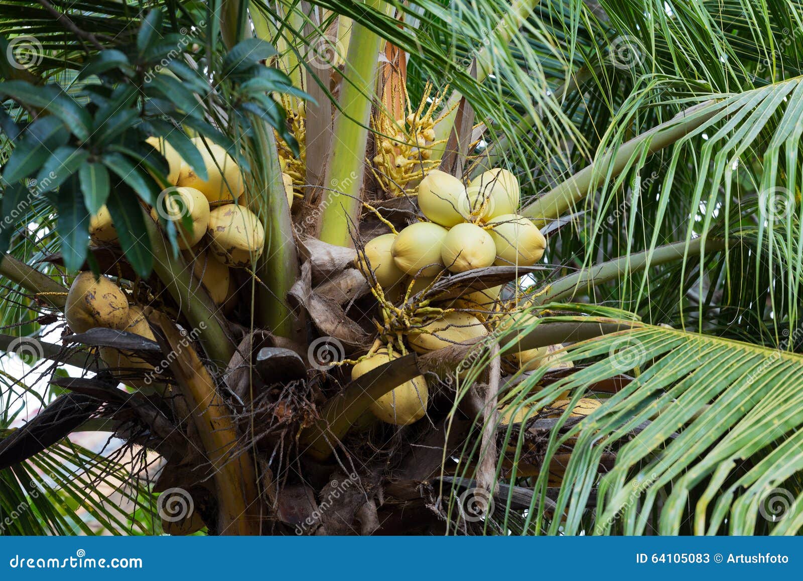 Coco-palm Boom Met Gele Noot Stock Afbeelding - Image of schoonheid ...
