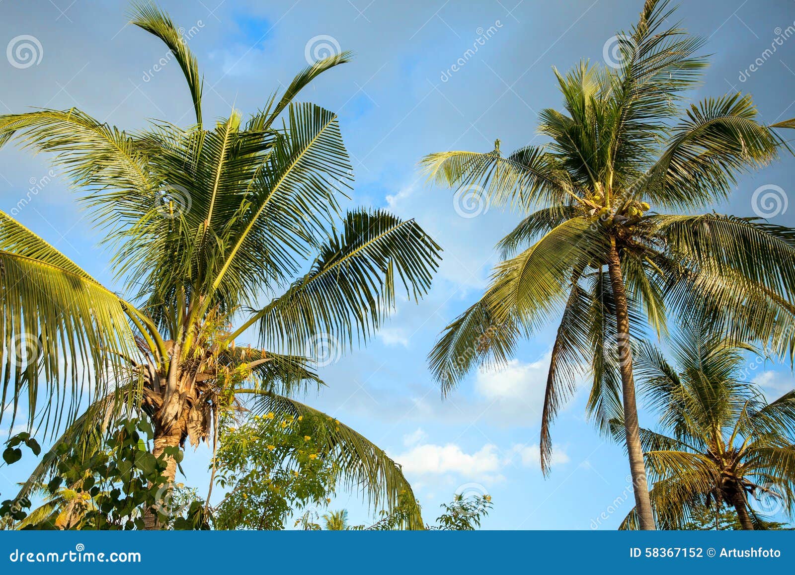 Coco-palm Boom Tegen Blauwe Hemel Stock Foto - Image of strand ...