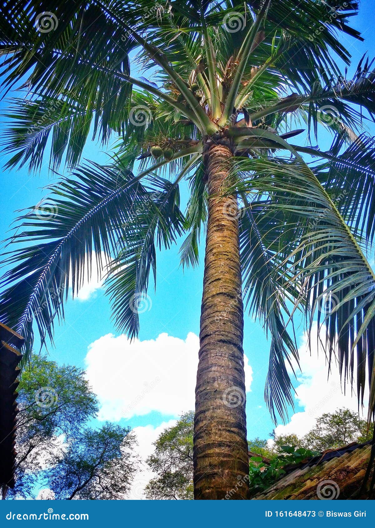 Coco Palm stock image. Image of coco, beautiful, palm - 161648473