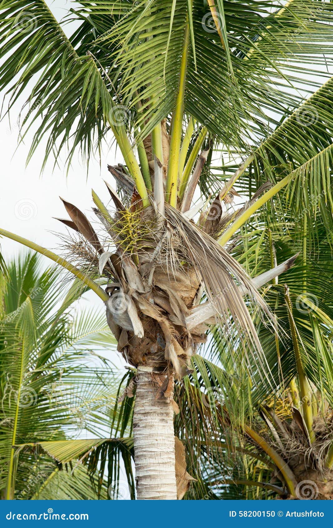 Coco-palm Tree Against Blue Sky Stock Photo - Image of bali, green ...