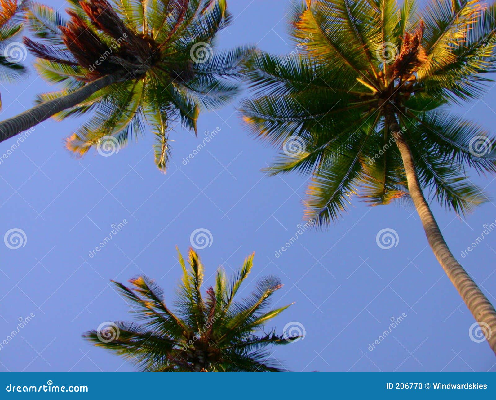 Coco Palms stock photo. Image of polynesia, plant, frond - 206770