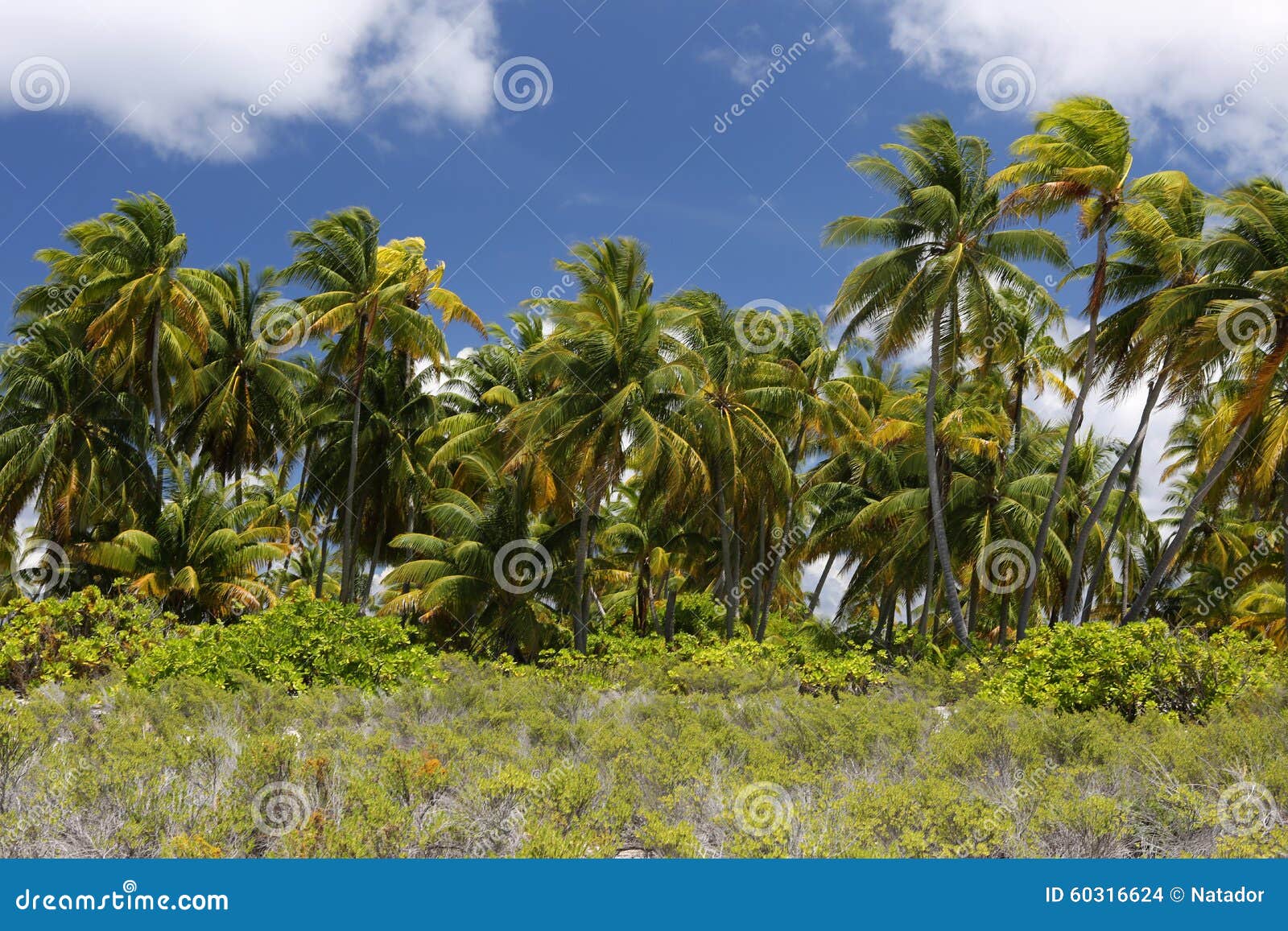 Coco palms forest stock photo. Image of view, palm, peace - 60316624