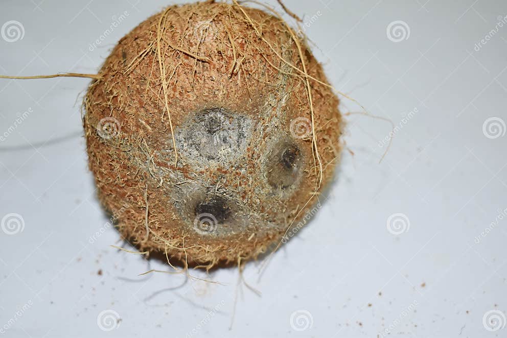 Coco pelado foto de archivo. Imagen de pelado, invertebrado - 192564922